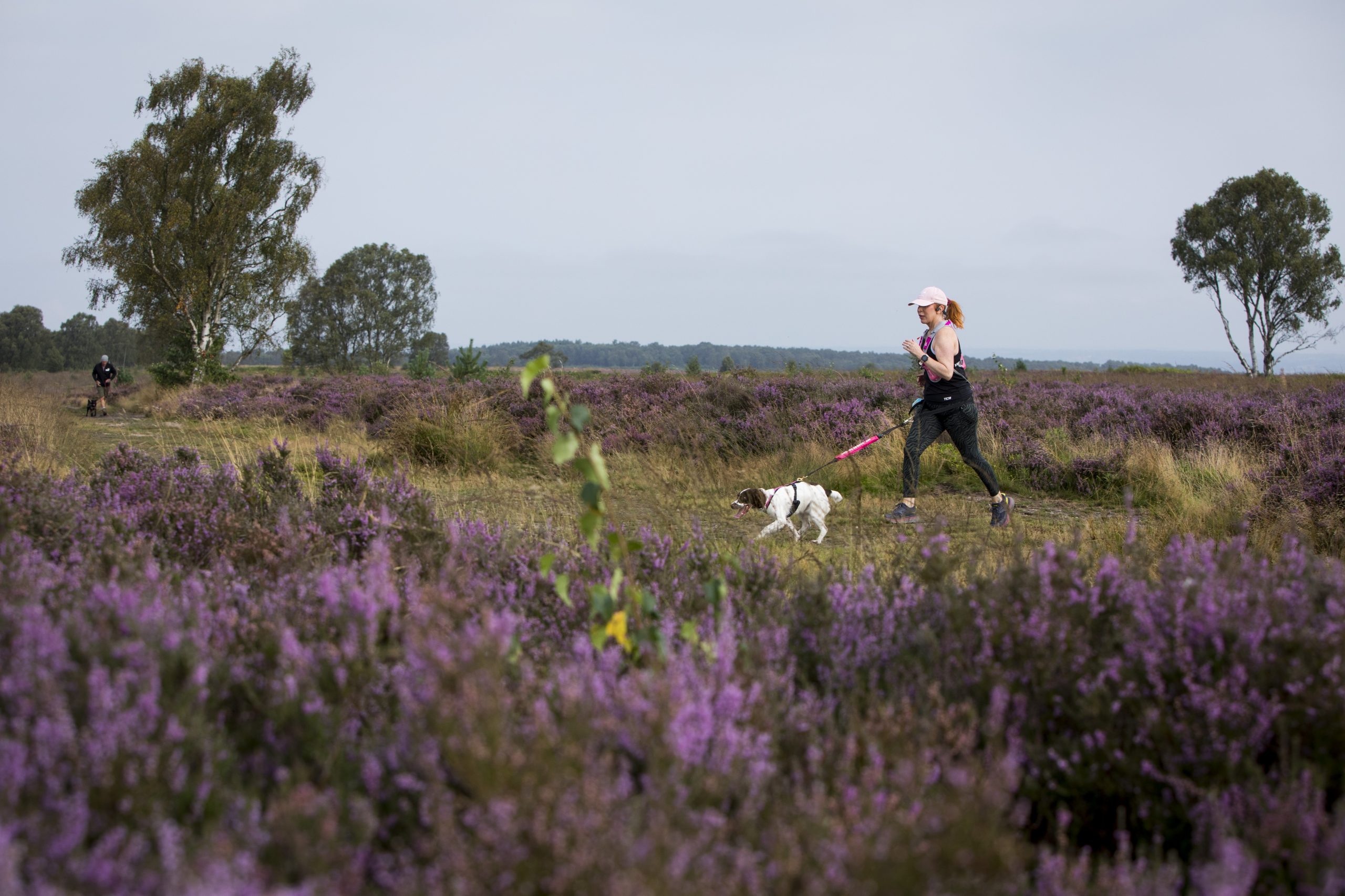 Cannock Chase Area of Outstanding Natural Beauty Renamed Cannock Chase ...