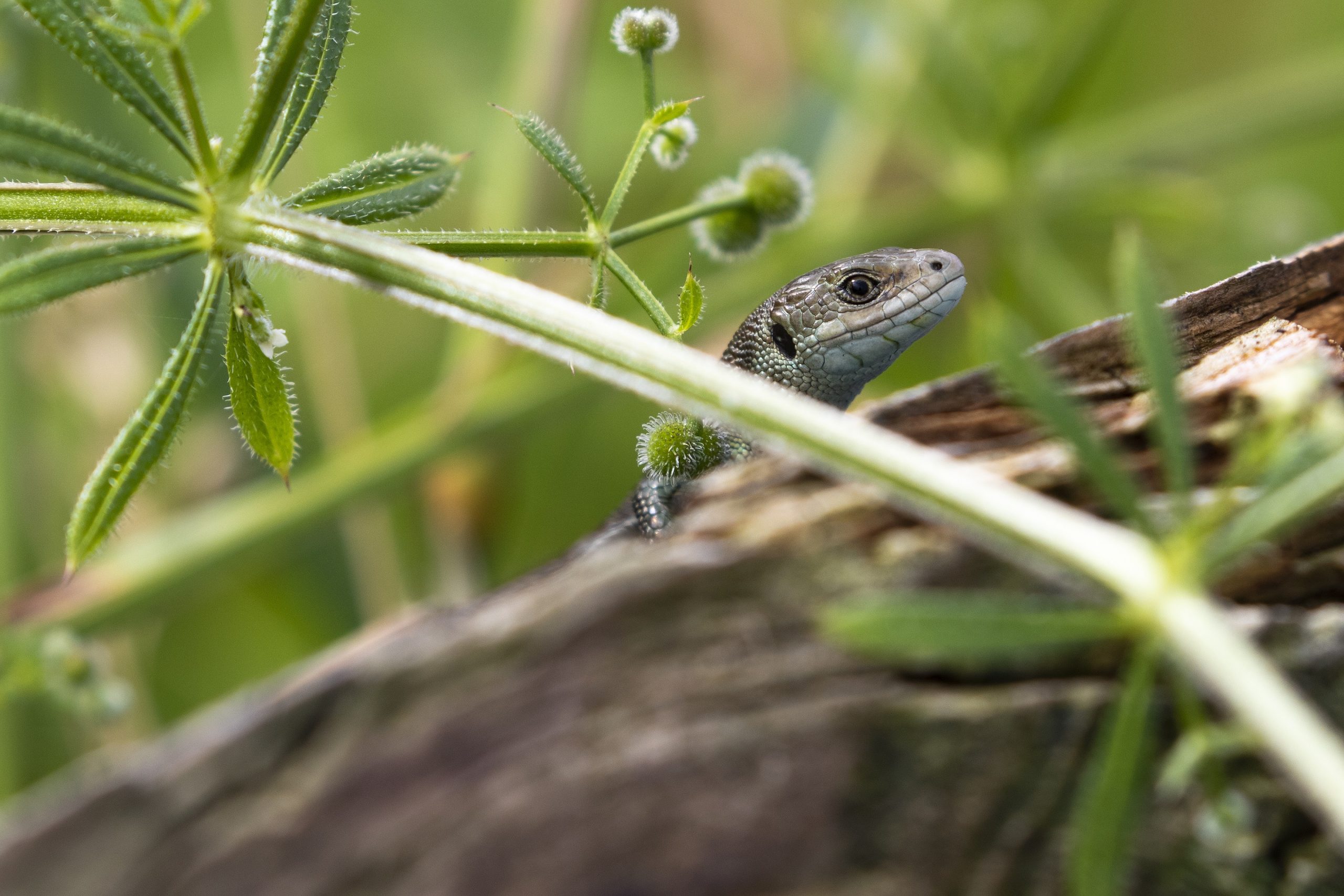 Families invited to Cannock Chase reptile fun day - We Are Staffordshire