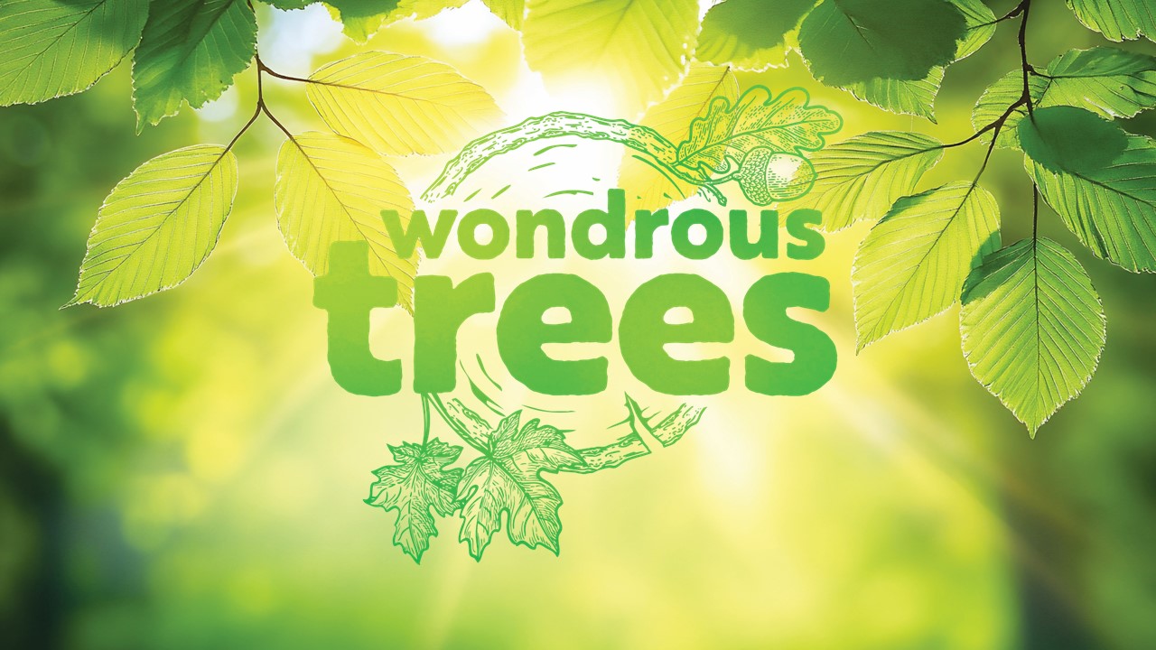 Discover the Magic of Trees this summer at the National Memorial ...